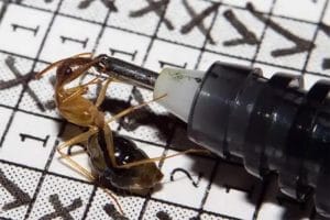 Can You Get Ink Poisoning from a Pen? | The Truth Exposed